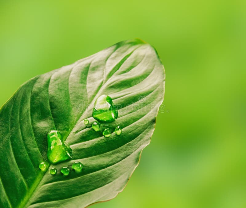 Green step, close-up stock image. Image of leaf, green - 40222847