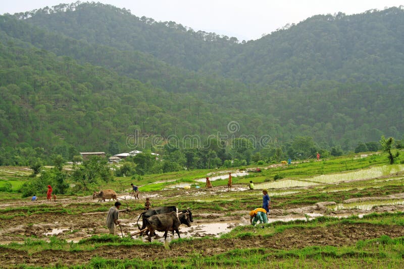 Step Farming in the Uttaranchal Himalayas India Stock Image - Image of ...