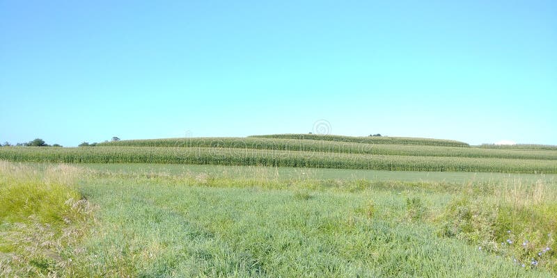 Ohio Corn fields stock photo. Image of ohio, steps, corn - 123218922