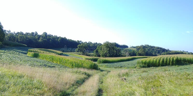 Ohio Corn fields stock photo. Image of ohio, corn, fields - 123218908