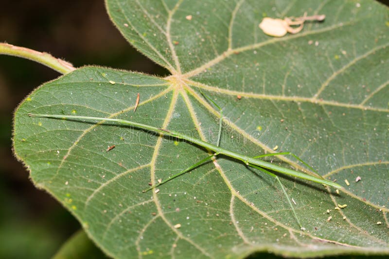 Green stick insect stock photo. Image of stick, disguise - 99028120