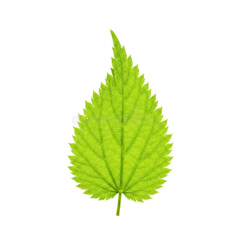 A Green Stinging Nettle Leaf with Serrated Edges on a White Background ...