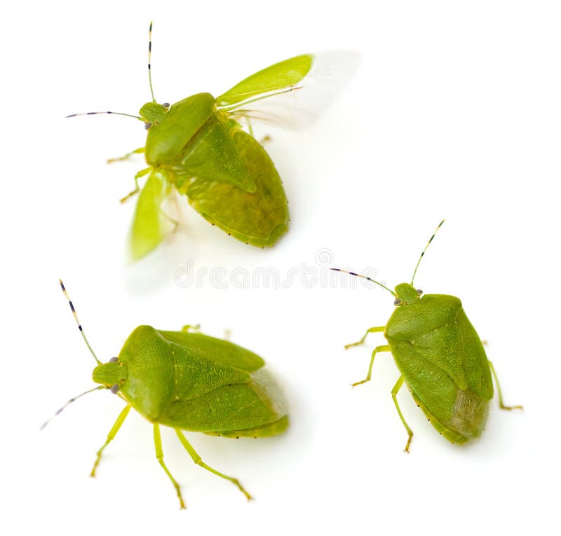 Green Stink Bug stock image. Image of nezara, hilare - 29736599
