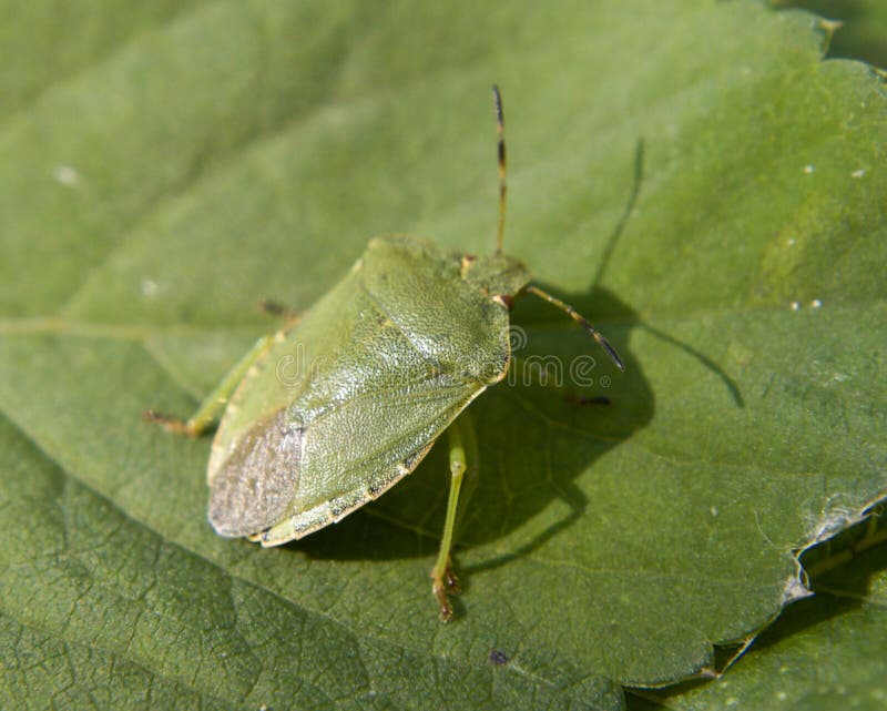 Green Stink Bug with Yellow Stripe Stock Image - Image of stink ...