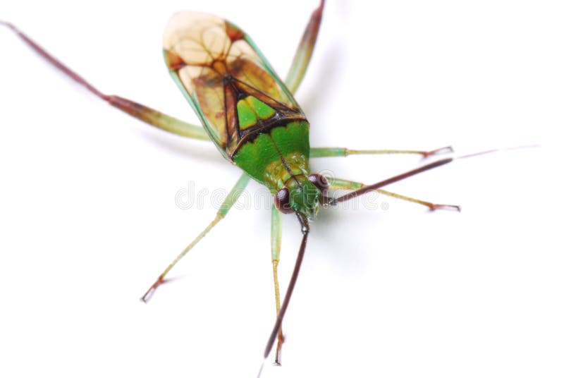 Green Stink Bug stock image. Image of closeup, ecology - 19866011