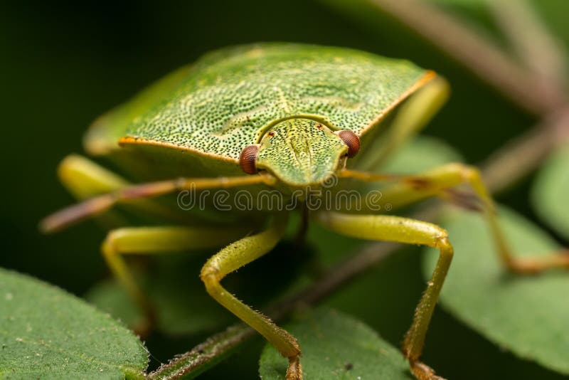 Green Stink Bug on a Leaf, the Green Stink Bug or Green Soldier Bug is ...