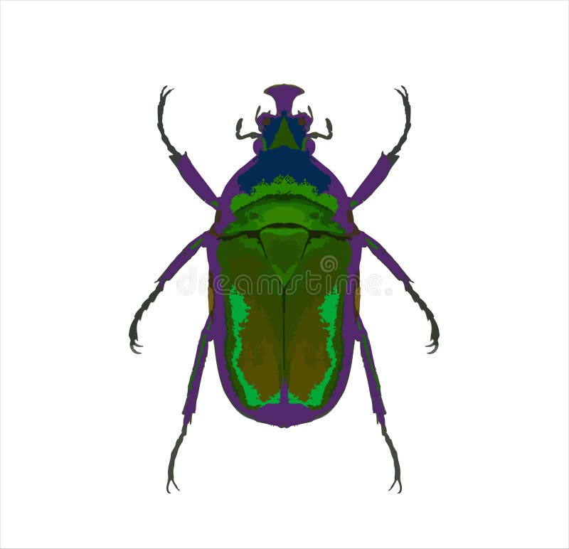 Stink Bug stock vector. Illustration of stink, critter - 63527278