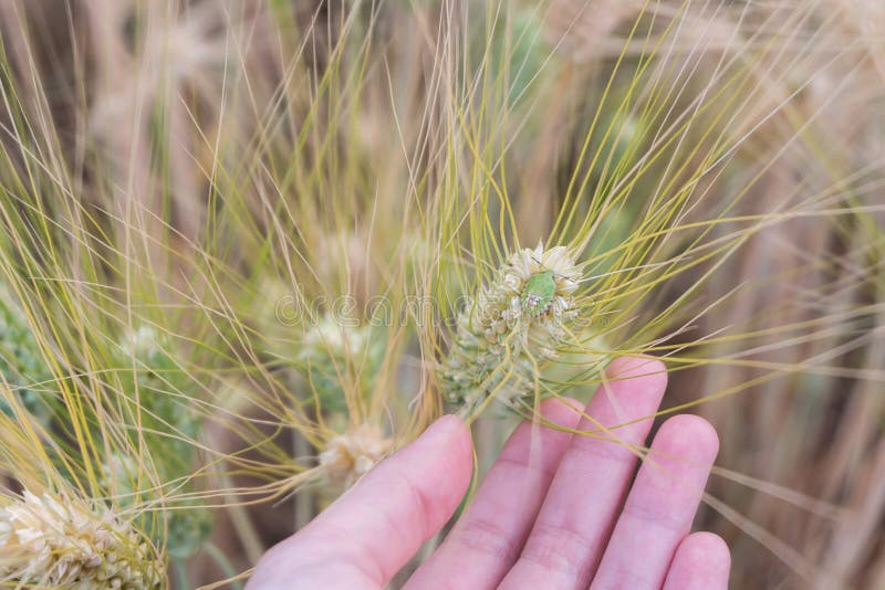 Green Stink Bug on Barley Ear in Woman Hand Stock Image - Image of ...