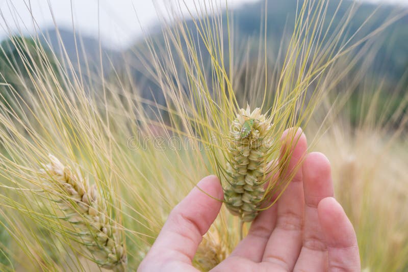 Green Stink Bug on Barley Ear in Woman Hand Stock Image - Image of ...