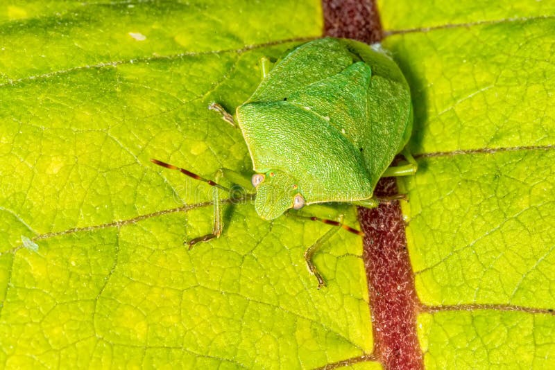Green Stink Bug Camouflaged on a Leaf Stock Image - Image of arthropod ...