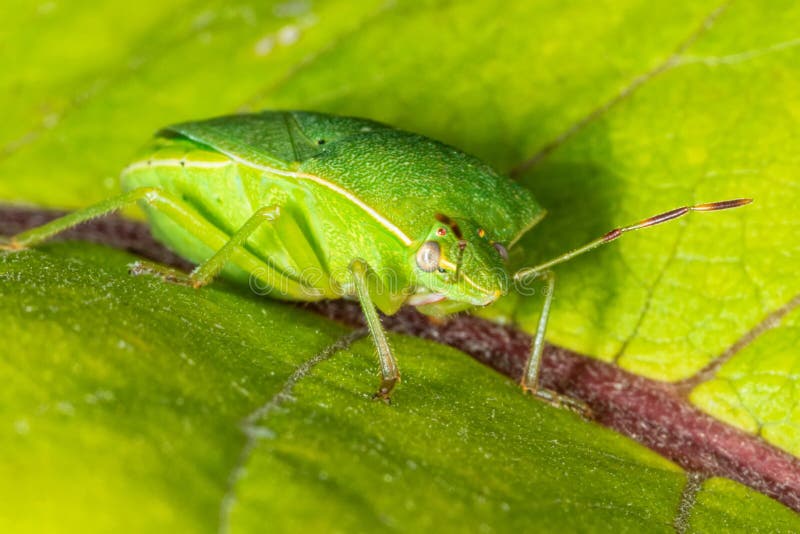 Green Stink Bug Camouflaged on a Leaf Stock Image - Image of multi ...