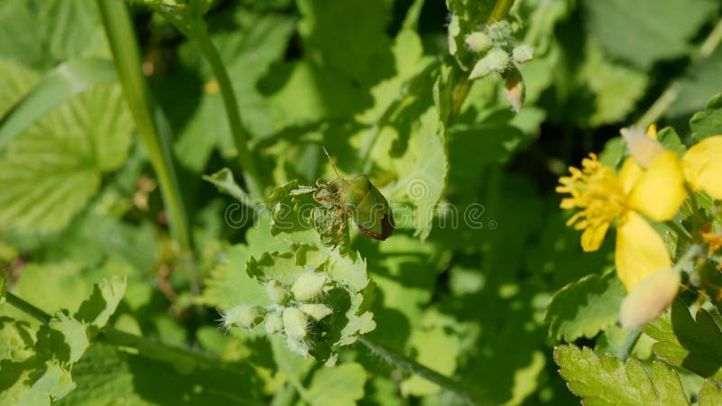 Green Stink Bug Insect on Grass Shot in Spring Stock Photo - Image of ...