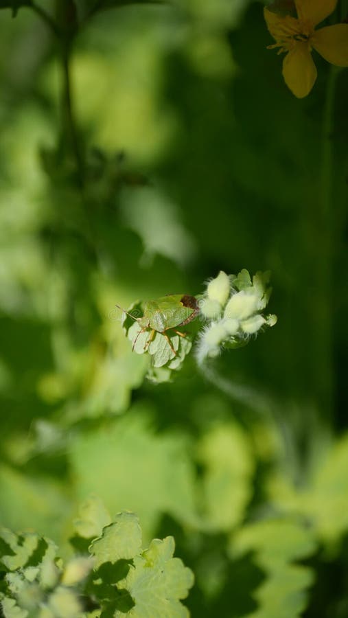Green Stink Bug Insect on Grass Shot in Spring Stock Image - Image of ...