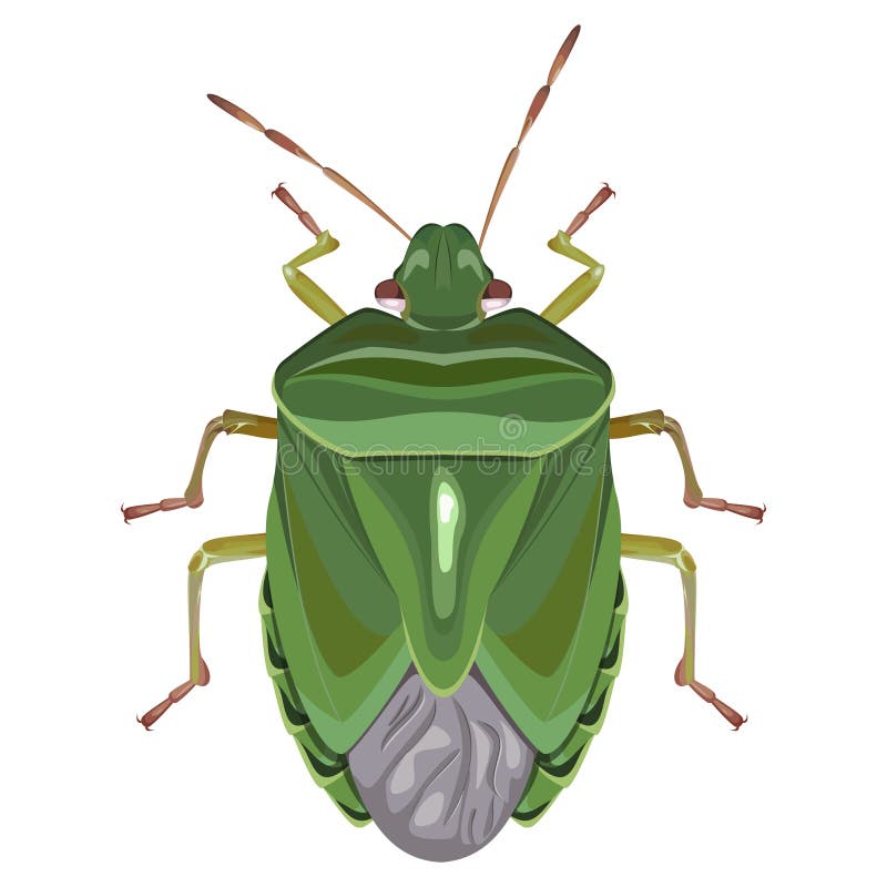 Green Stink Bug Stock Illustrations – 153 Green Stink Bug Stock ...