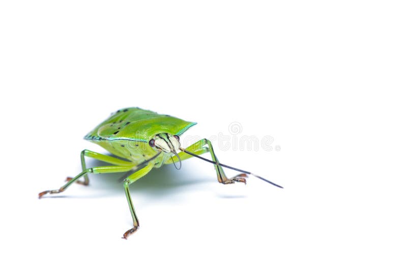 Green Stink Bug Isolated on White Background Stock Image - Image of ...