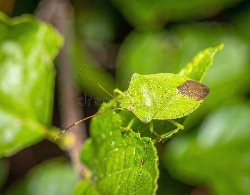 Green Stink Bug on a Leaf stock image. Image of outdoors - 391969545