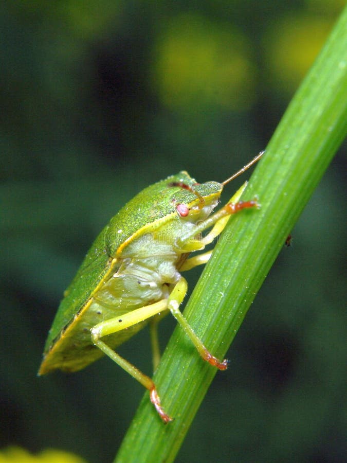 Green Stink Bug - Nezara Viridula - Sitting on a Green Stalk Stock ...