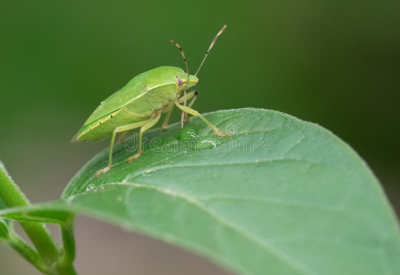 Green Stink Bug in Taylor Creek Park, Toronto, Canada Stock Photo ...