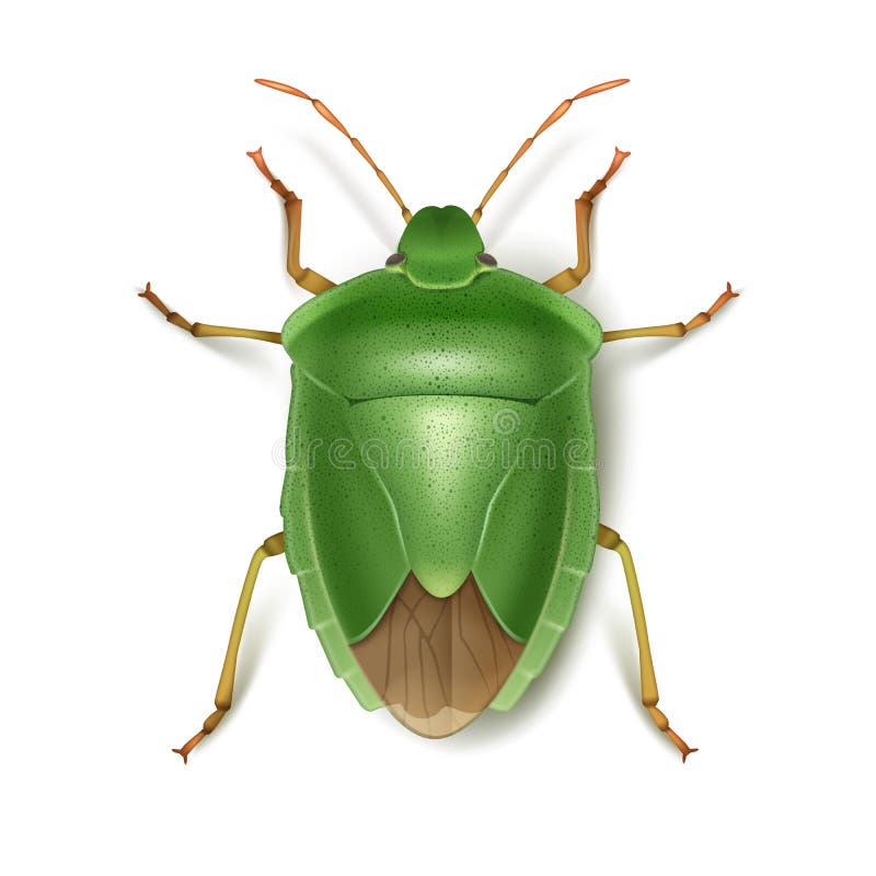 Stink Bug stock vector. Illustration of stink, critter - 63527278