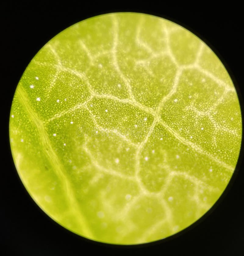 Guard Cell Microscope