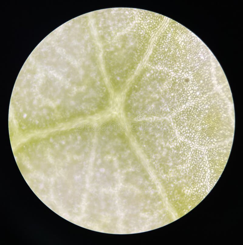 Green stoma plants cell stock photo. Image of botany - 250252530