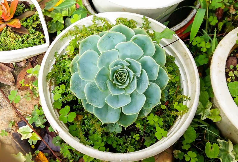 Green Stone Lotus (Also Called Succulent) Pot at Garden. Stock Photo ...