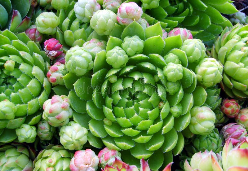 Green stone roses stock photo. Image of flower, garden - 48712678