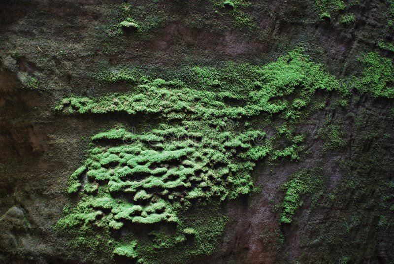 Green Stone Wall Picture. Image: 6161808