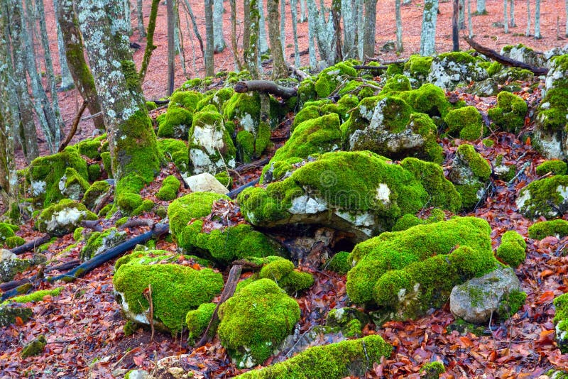 Green stones in forest stock photo. Image of bright, outdoor - 18237940