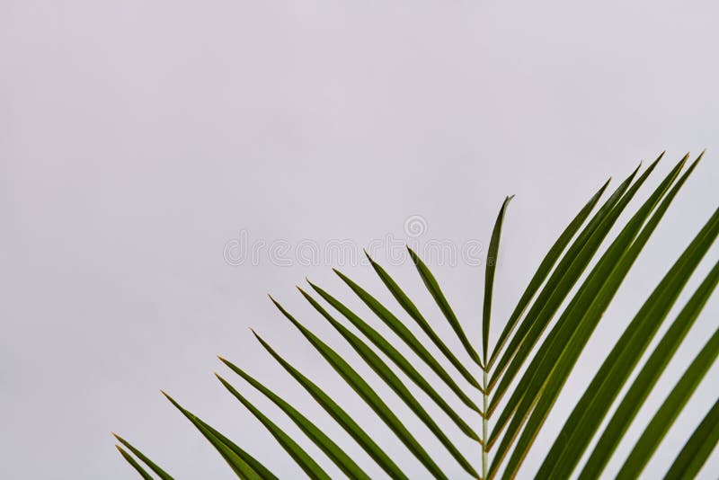 Green Straight Plants stock photo. Image of lake, flower - 69760856