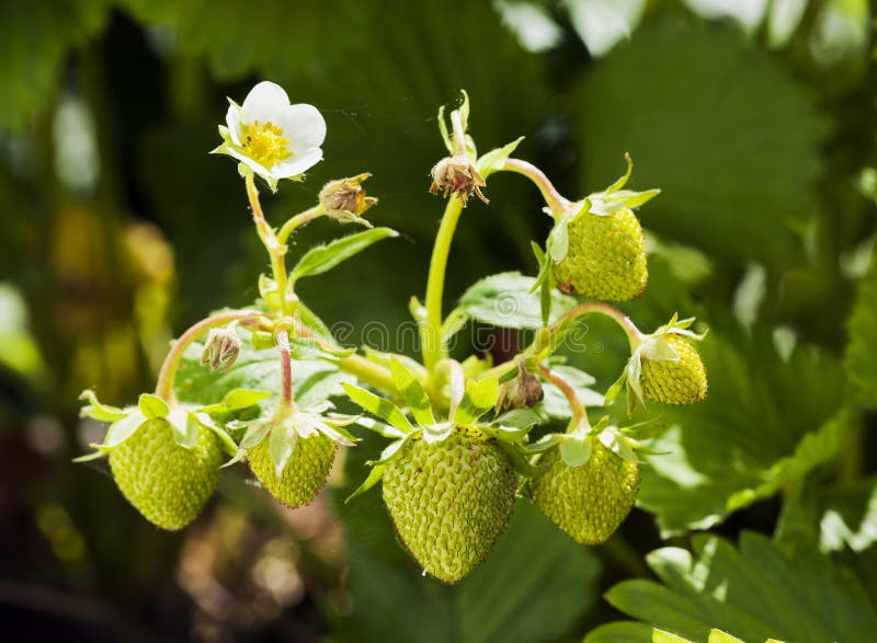 Green strawberries stock photo. Image of fruit, nature - 55285742