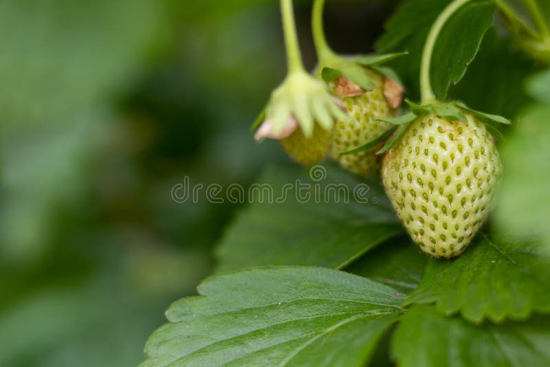 Green strawberry stock photo. Image of garden, health - 171041010