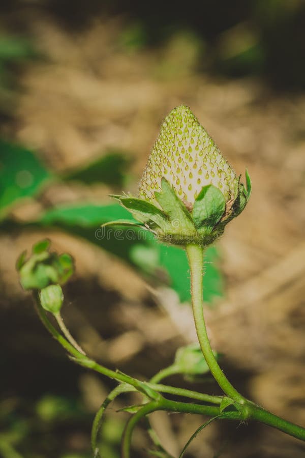 Green strawberry stock photo. Image of garden, chic, green - 55026944