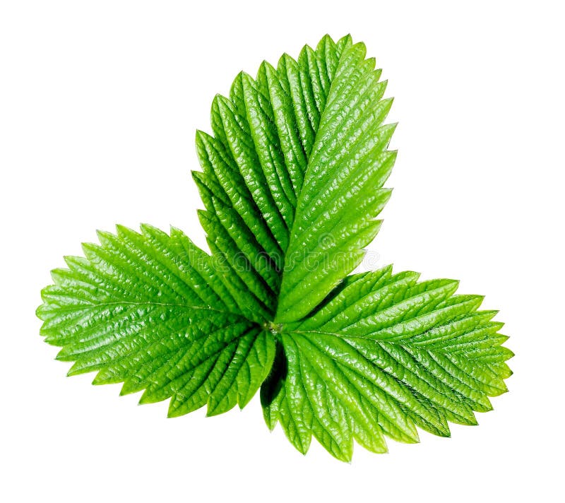 2,800+ Strawberry leaf Free Stock Photos - StockFreeImages