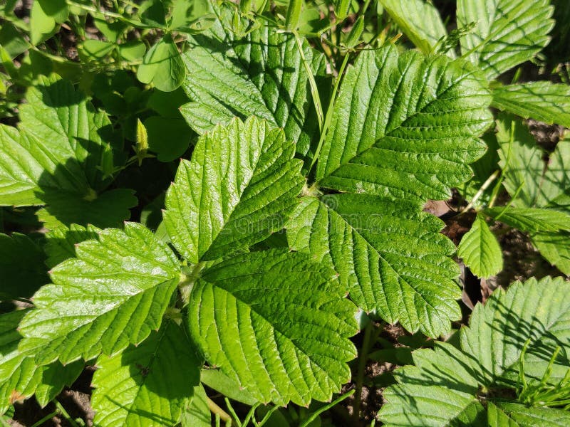 Green strawberry leaf stock photo. Image of cultivation - 192375310