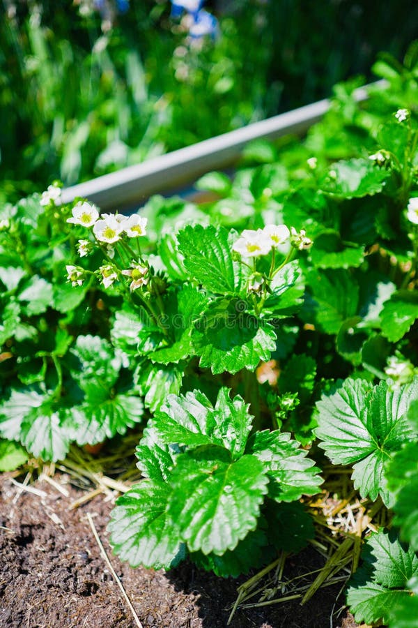 Green Strawberry Shrub with Unripe Strawberry Fruit in a Garden Stock ...