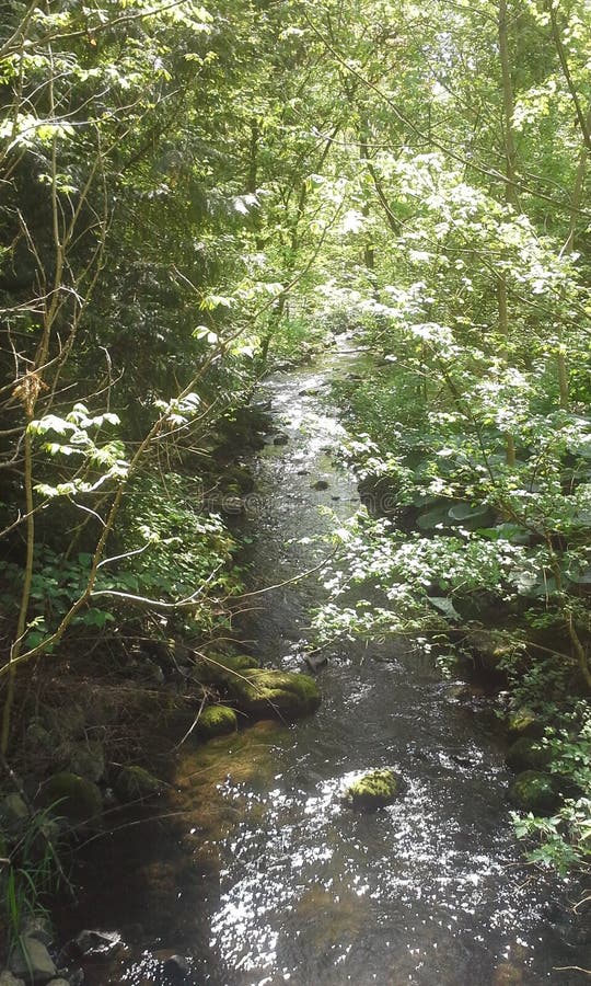 Green Stream stock image. Image of stream, spring, sunlight - 53597115