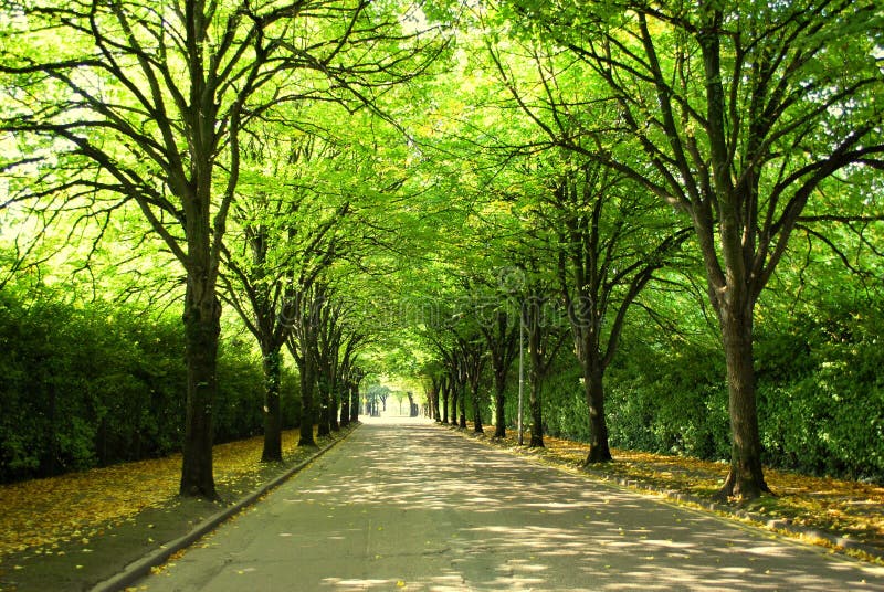 Green street stock photo. Image of autumn, nature, fall - 13927036