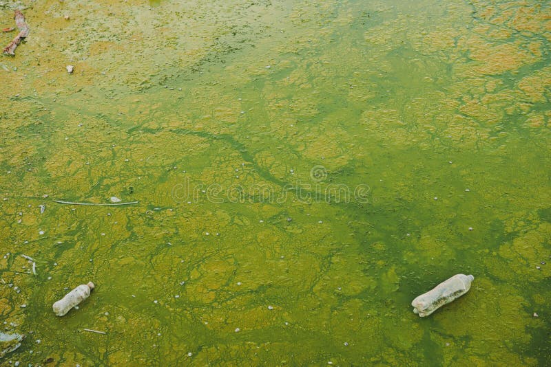 Green String Algae and Plastic Rubbish in the Pond. Stock Image - Image ...