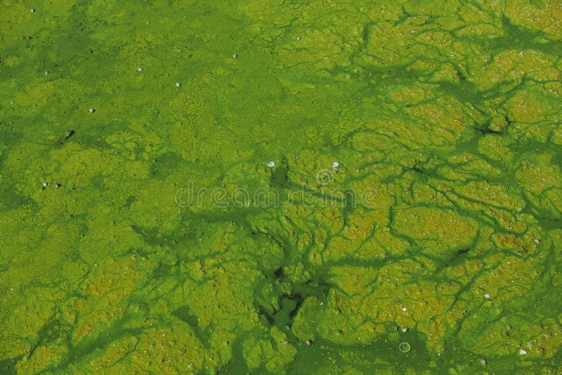 Green String Algae and Plastic Rubbish in the Pond. Stock Photo - Image ...