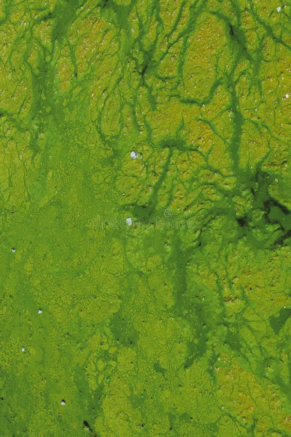 Green String Algae and Plastic Rubbish in the Pond. Stock Photo - Image ...