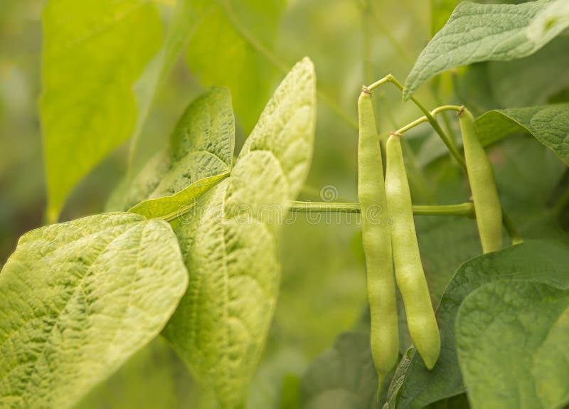 Green string beans grow stock photo. Image of garden - 305607090