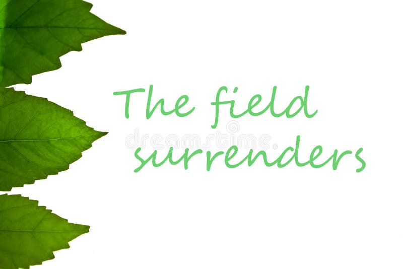 Green strip stock photo. Image of copy, space, foreground - 23090810