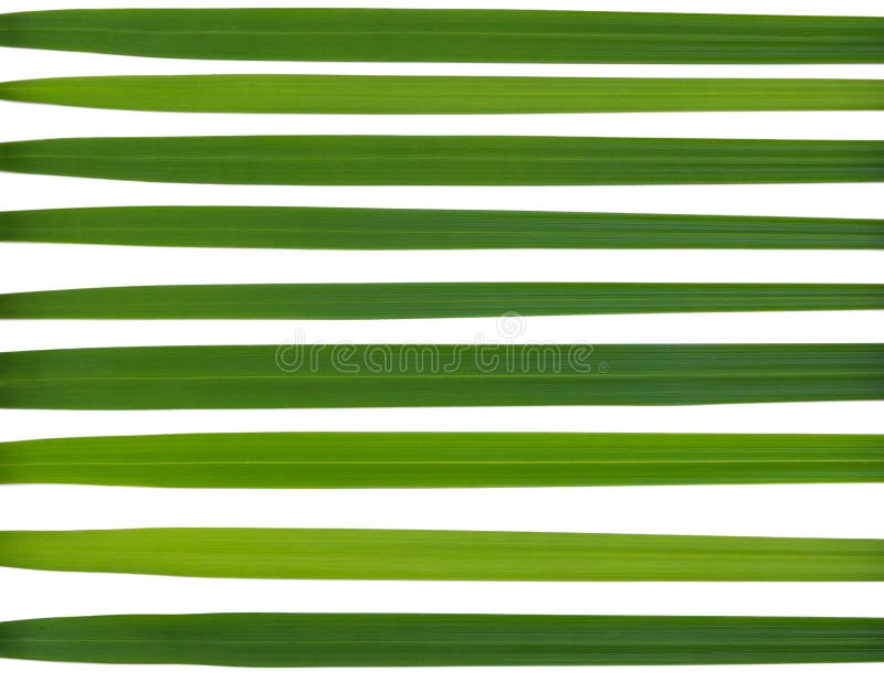 Green Stripe Made from Leaves Stock Image - Image of green, natural ...