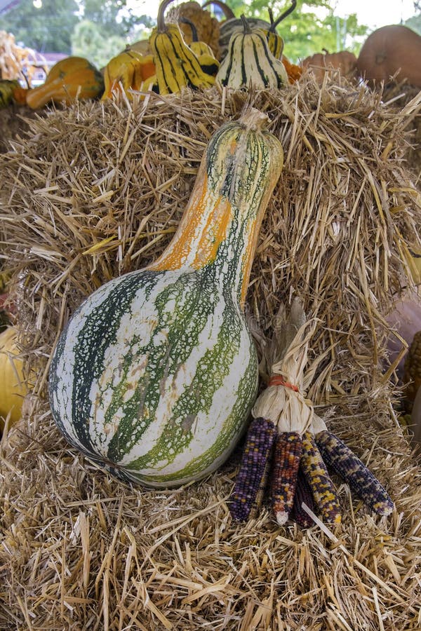 Green Striped Cushaw Squash, Silver Seed Gourd, or Kershaw Stock Photo ...