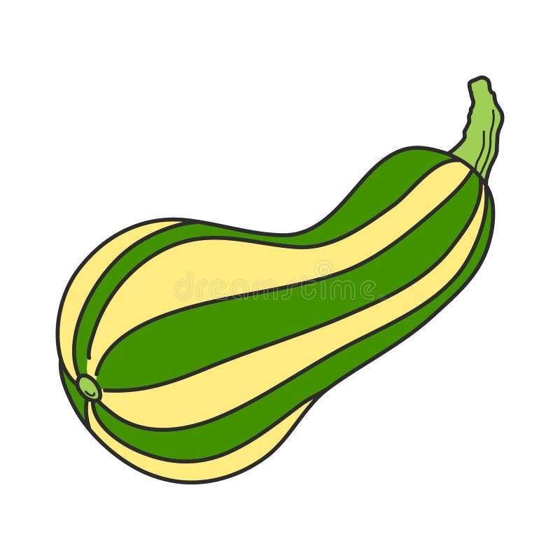 Pumpkin Squash. Cute Hand Drawn Illustration Vector. Stock Vector ...