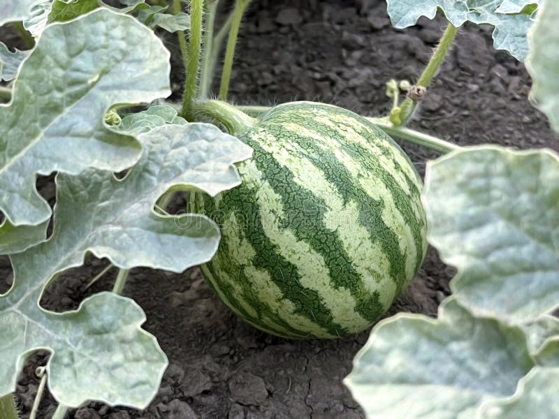 Green Striped Watermelon Growing in the Garden Stock Image - Image of ...