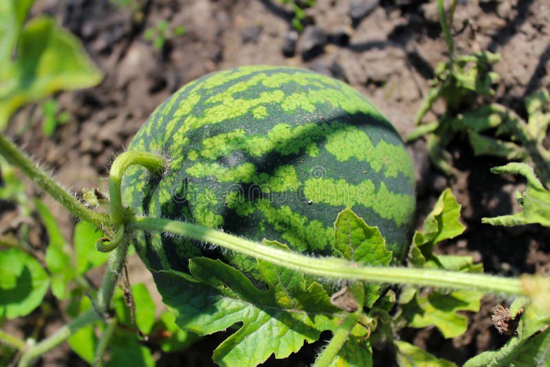 Green striped watermelon stock image. Image of striped - 82867225