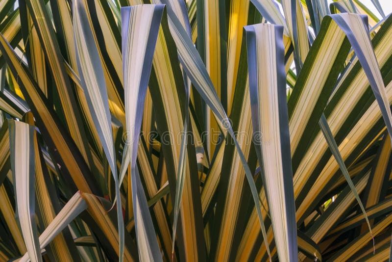 Green Stripes of a Bunch of Palm Leafs Stock Photo - Image of palm ...