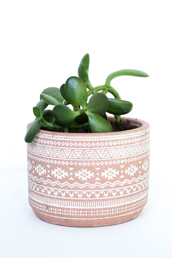 Green Succulent Plant in a Aztec Pattern Planter Stock Image - Image of ...